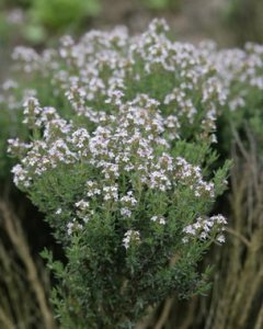 Organic Red Thyme Thymol Essential Oil (Thymus zygis)