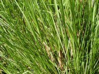 Organic Palmarosa Essential Oil (Cymbopogon martinii)